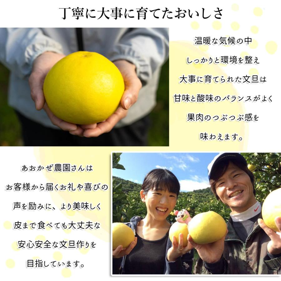 【予約】贈答用 文旦 土佐文旦 2L〜4L 10kg 宿毛文旦 産直 あおかぜ農園 宿毛 ぶんたん 産地直送 高知産 宿毛産 10キロ 送料無料 : みどりや&GIFT - 通販 ...