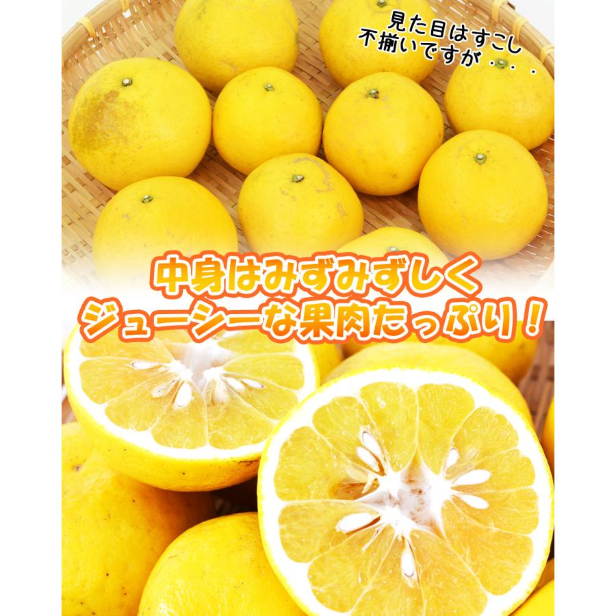 河内ばんかん 高知県産 宿毛 特産 河内晩柑 4.6kg L〜4L サイズ不揃い 家庭用 美生柑 生産農家直送 夏文旦 ジューシー 贈答用 ギフト用 送料無料 : みどりや&GIFT - 通販 ...