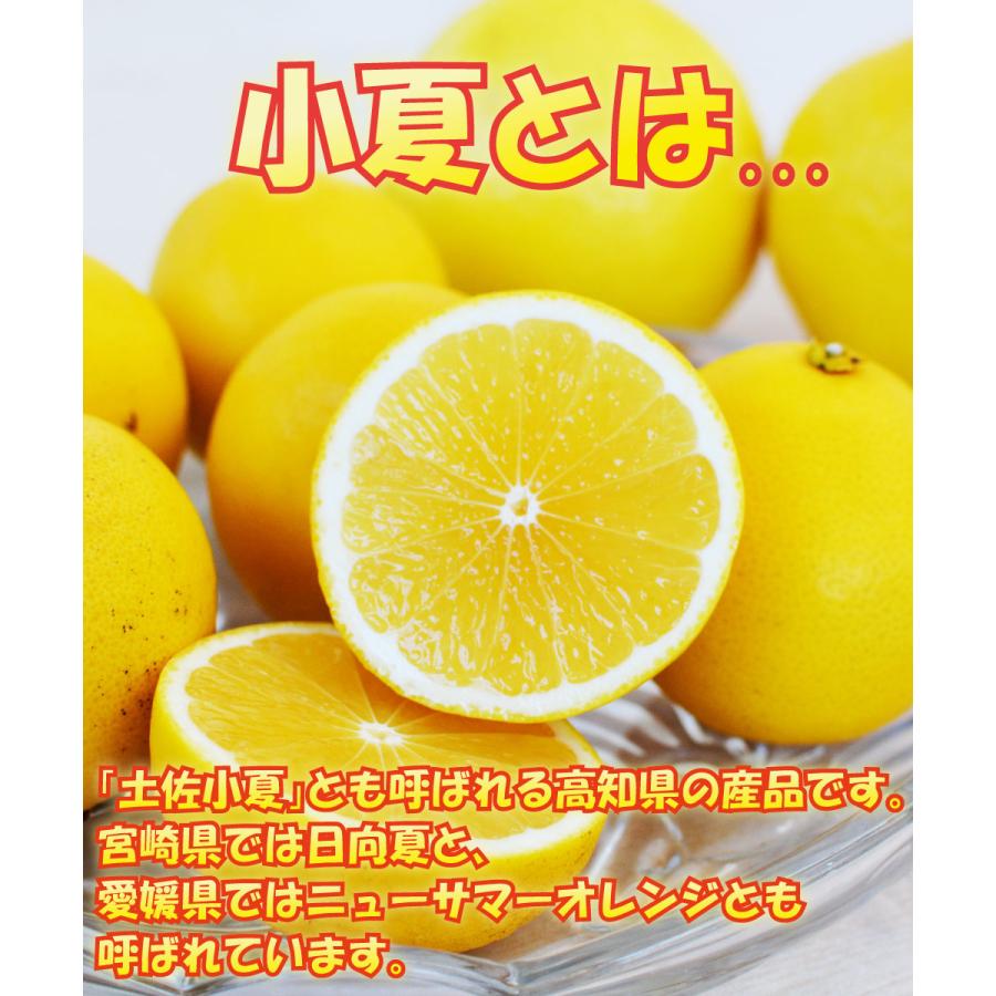 訳あり 土佐小夏 2S〜2Lサイズ 混合 5kg 小玉 千の果樹園 宿毛 小夏 高知産 家庭用 宿毛小夏 日向夏 高知 ニューサマーオレンジ 柑橘 産地直送 送料無料 : みどりや&GIFT ...