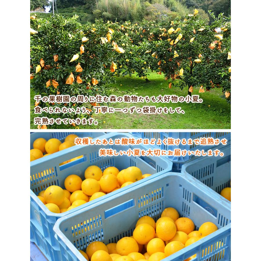 訳あり 土佐小夏 2S〜2Lサイズ 混合 5kg 小玉 千の果樹園 宿毛 小夏 高知産 家庭用 宿毛小夏 日向夏 高知 ニューサマーオレンジ 柑橘 産地直送 送料無料 : みどりや&GIFT ...