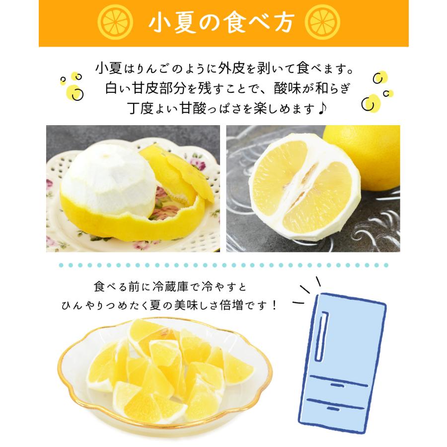 訳あり 土佐小夏 2S〜2Lサイズ 混合 5kg 小玉 千の果樹園 宿毛 小夏 高知産 家庭用 宿毛小夏 日向夏 高知 ニューサマーオレンジ 柑橘 産地直送 送料無料 : みどりや&GIFT ...