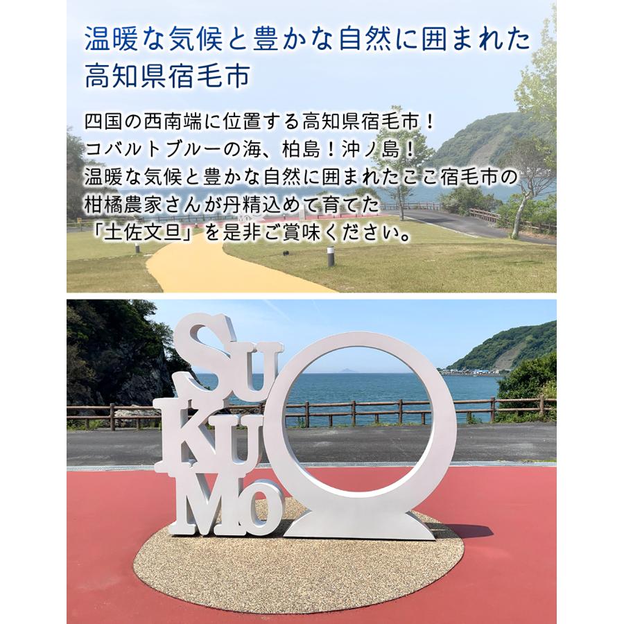 文旦 土佐文旦 家庭用 L〜4L 混合 17〜22玉 10kg 宿毛文旦 産直 千の果樹園 宿毛 ぶんたん 宿毛市 産地直送 高知産 10キロ 果物 柑橘 送料無料 : みどりや&GIFT ...