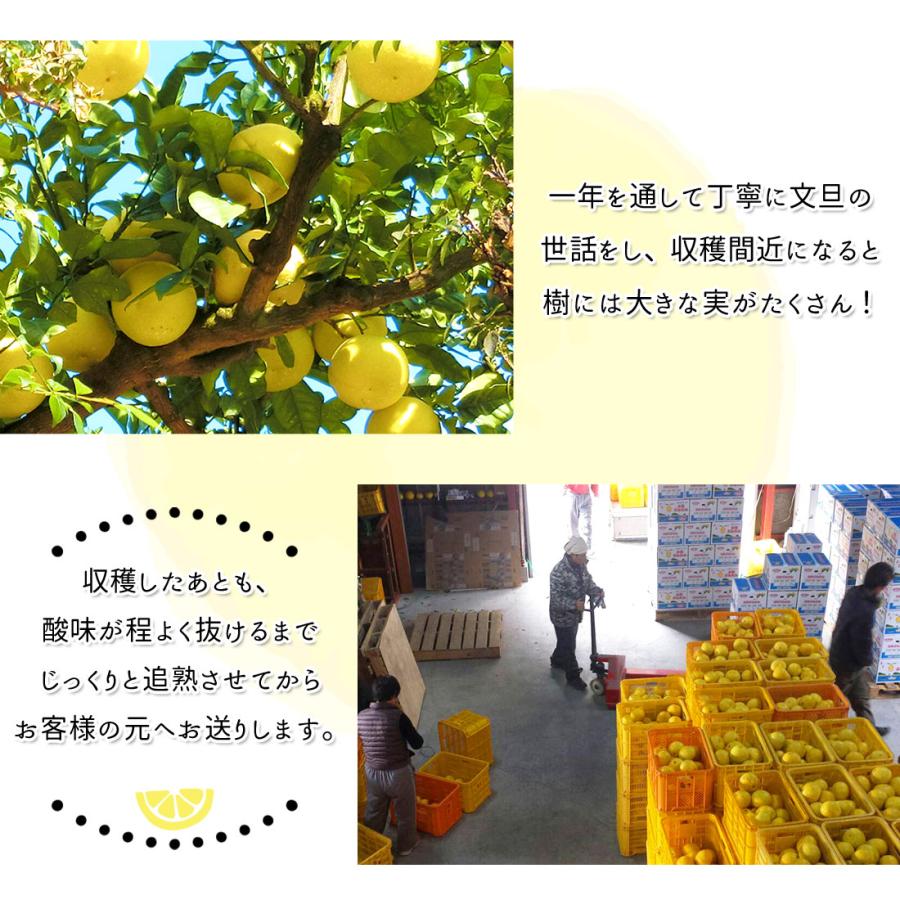 文旦 土佐文旦 家庭用 L〜4L 混合 17〜22玉 10kg 宿毛文旦 産直 千の果樹園 宿毛 ぶんたん 宿毛市 産地直送 高知産 10キロ 果物 柑橘 送料無料 : みどりや&GIFT ...