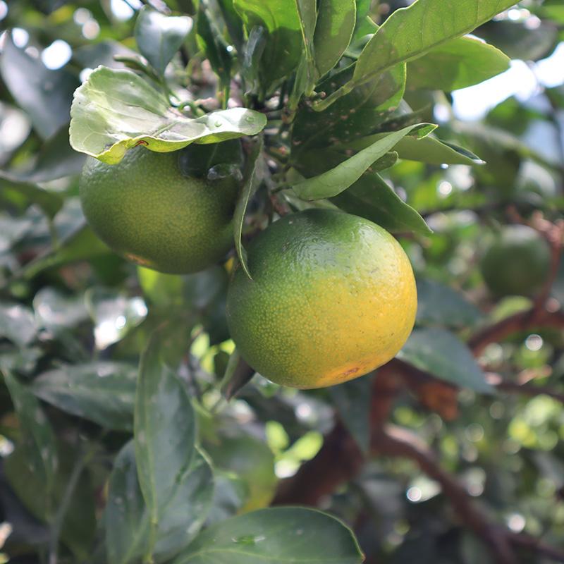 ゆら早生みかん 良品 2Sサイズ 4kg JAみっかび 産地直送 三ヶ日ミカン : JAみっかび ミカちゃんショップ - 通販 - Yahoo!ショッピング