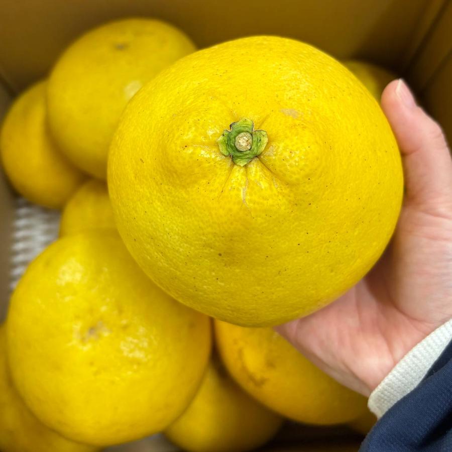 文旦 土佐文旦 大玉 厳選 2L 3L サイズ 6kg 訳あり ご家庭用 ぶんたん 土佐文旦 旬 箱買い お取り寄せ : buntan-w6 : みかんの花 - 通販 - Yahoo!ショッピング