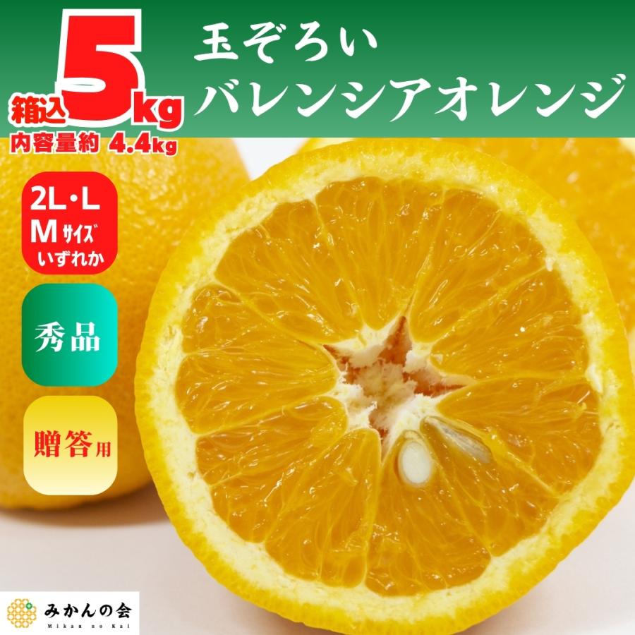 バレンシアオレンジ 国産 玉ぞろい 秀品 箱込 5kg (内容量 4.4kg ) 2L L M サイズのいずれか 和歌山県産 産地直送 【みかんの会】 : 株式会社 みかんの会 - 通販 ...