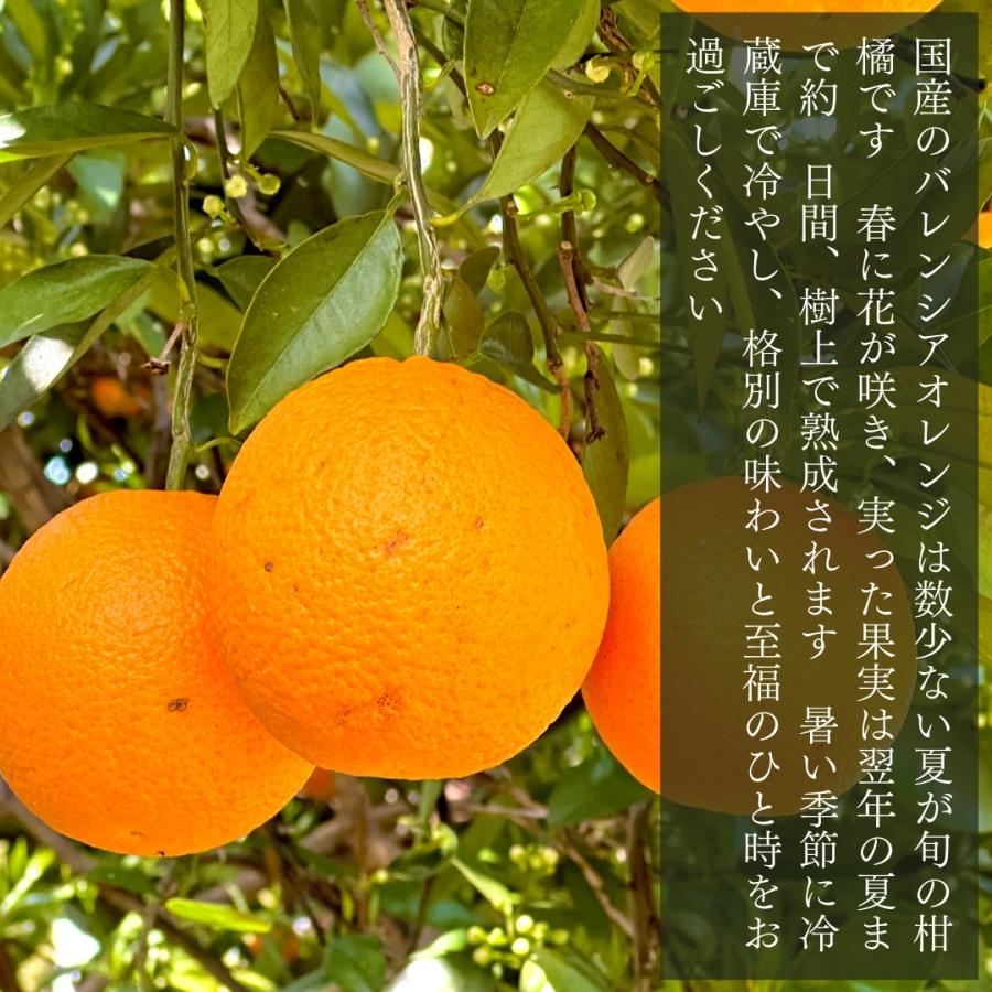 バレンシアオレンジ 国産 玉ぞろい 秀品 箱込 5kg (内容量 4.4kg ) 2L L M サイズのいずれか 和歌山県産 産地直送 【みかんの会】 : 株式会社 みかんの会 - 通販 ...