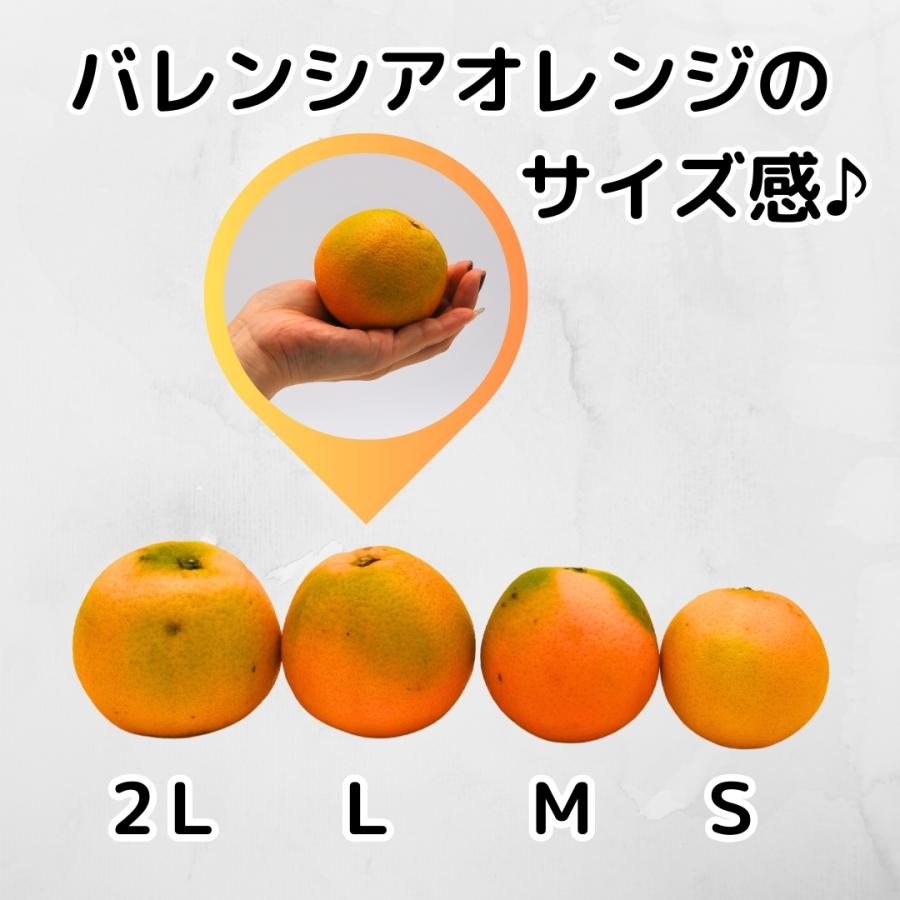 バレンシアオレンジ 国産 玉ぞろい 秀品 箱込 5kg (内容量 4.4kg ) 2L L M サイズのいずれか 和歌山県産 産地直送 【みかんの会】 : 株式会社 みかんの会 - 通販 ...