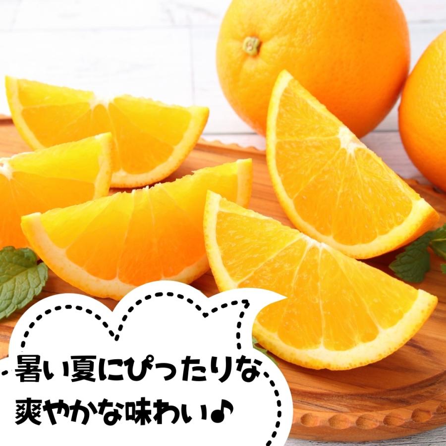 バレンシアオレンジ 国産 玉ぞろい 秀品 箱込 5kg (内容量 4.4kg ) 2L L M サイズのいずれか 和歌山県産 産地直送 【みかんの会】 : 株式会社 みかんの会 - 通販 ...