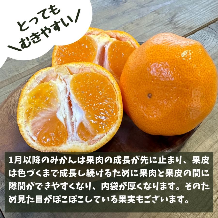 ※2026年度先行予約※ 熟成 みかん とにかく 大玉 箱込 5kg (内容量4.4kg) 2Lサイズ以上 秀品 優品 混合 有田みかん 和歌山県産 家庭用 ※2026年1月15日より出荷 ...