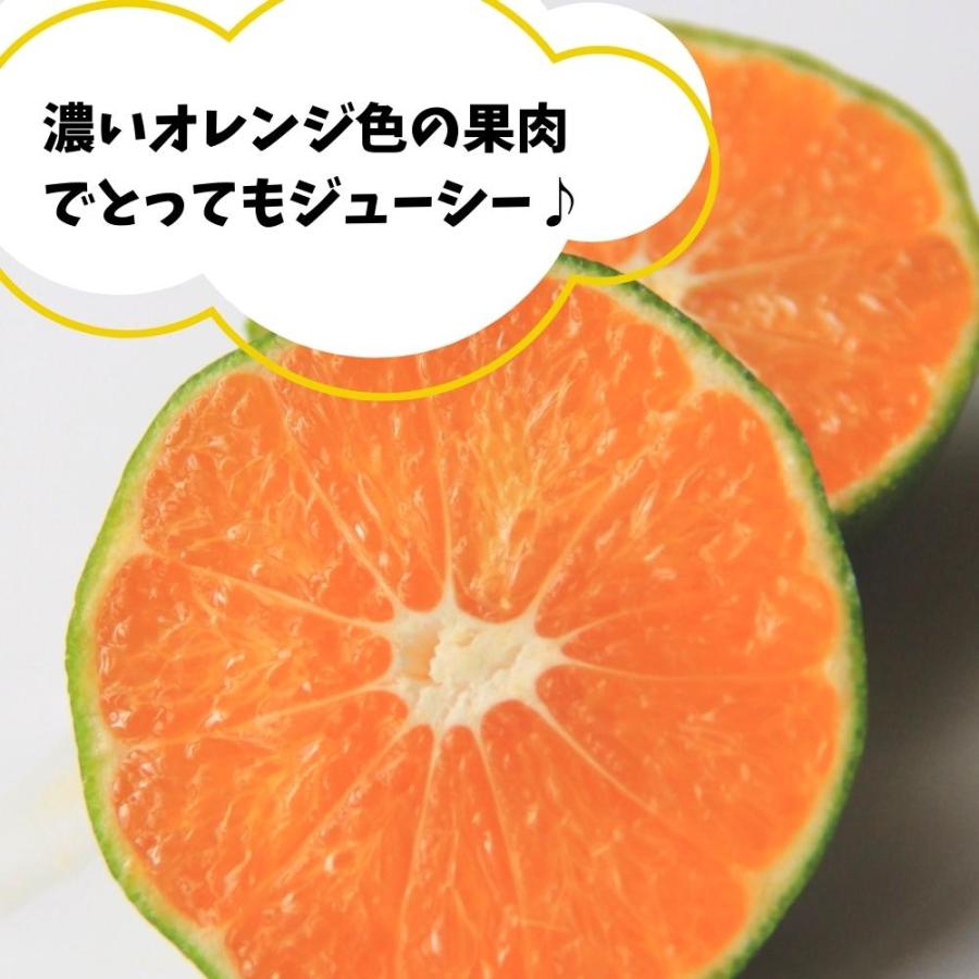 ※2025年度先行予約※ とにかく小玉 ゆら早生 みかん 箱込 10kg ( 内容量 9.2kg ) 2Sサイズ以下 秀品 優品 混合 有田みかん 和歌山県 ※2025年10月20日より出荷 ...