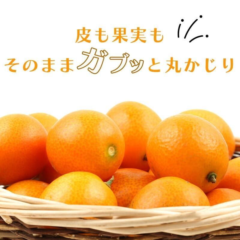訳あり きんかん 1kg 2Lサイズ 金柑 ご家庭用 宮崎県産 キンカン スレ 汚れ 黒点あり : みさわのやさい - 通販 - Yahoo!ショッピング