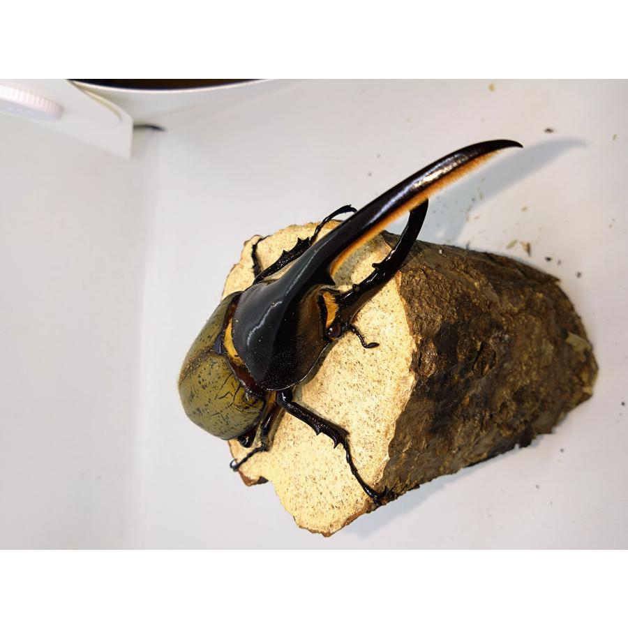 ヘラクレスオオカブト133ミリペア : hera-133pea : カブクワミツノロ - 通販 - Yahoo!ショッピング