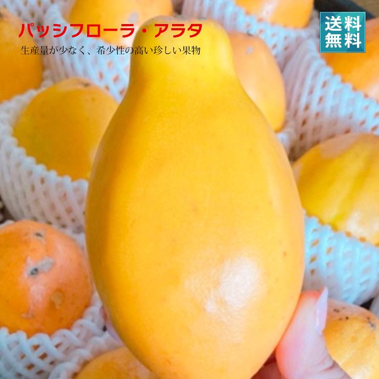 パッシフローラ・アラタ（10玉）酸味が少なく甘味が強い パッションフルーツ :10011016:385じまYahoo!店 - 通販 ...