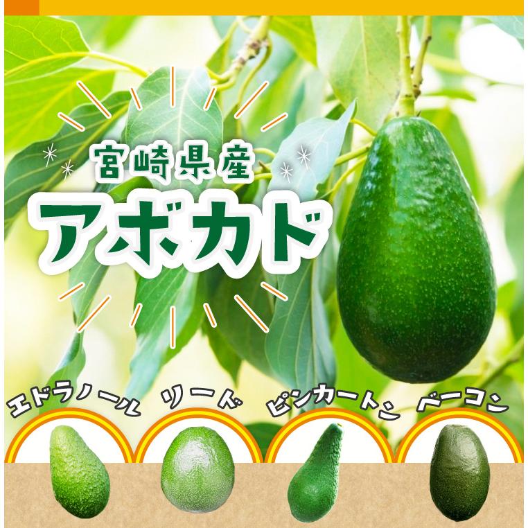【11月中旬頃より順次発送】宮崎産アボカド「ズタノ」M〜Lサイズ(250g~349g)×1玉入り 【国産アボカド】【国産フルーツ】【フルーツギフト】 : 宮崎産直 ヤフーショッピング店 ...