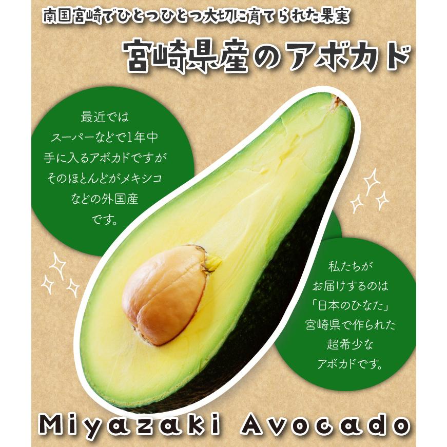 【11月中旬頃より順次発送】宮崎産アボカド「ズタノ」M〜Lサイズ(250g~349g)×2玉入り 【国産アボカド】【国産フルーツ】【フルーツギフト】 : 宮崎産直 ヤフーショッピング店 ...