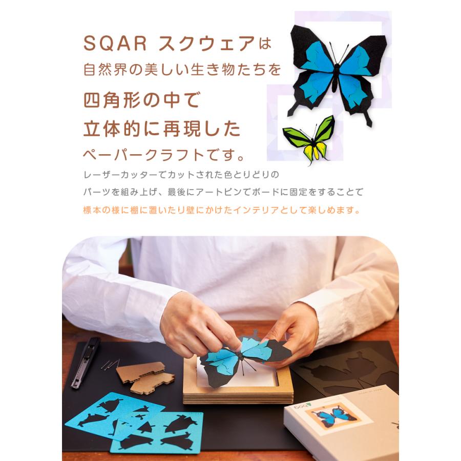bog craft 組み立てるインテリア 工作 飾り ペーパークラフト SQAR スクウェア 標本 アエドンミイロタテハ : モビマックス ...