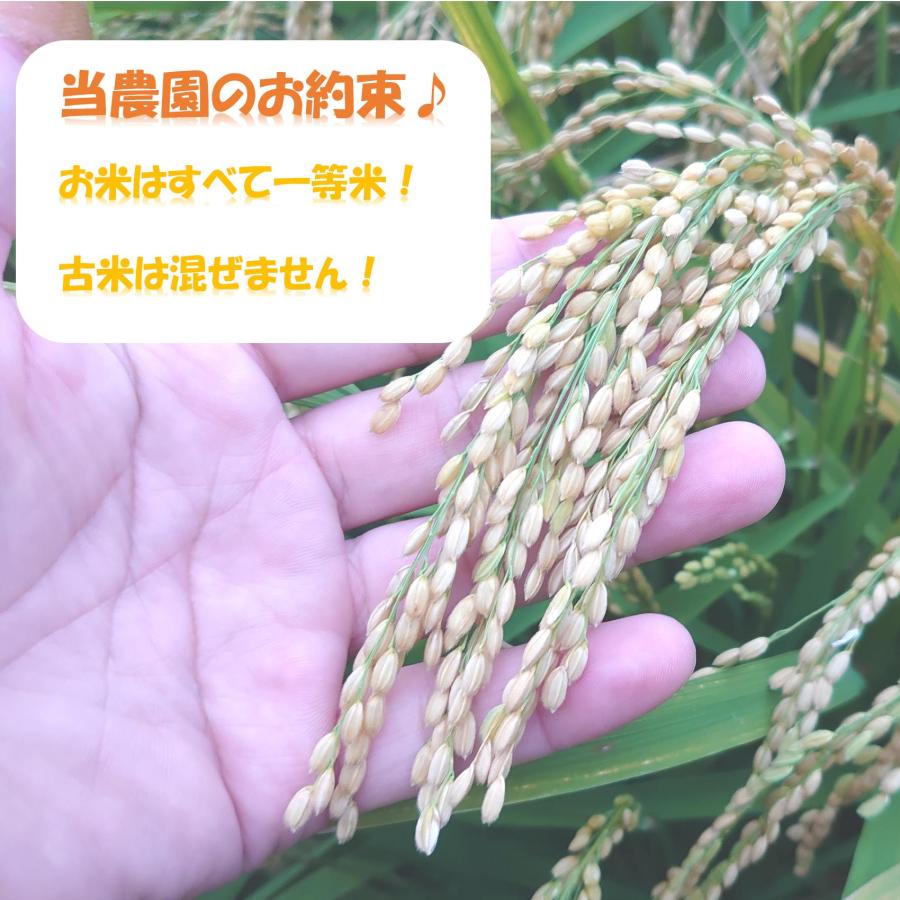 きぬむすめ 24kg 令和7年度 農家直送 玄米 : Ms Fine Farm - 通販 - Yahoo!ショッピング