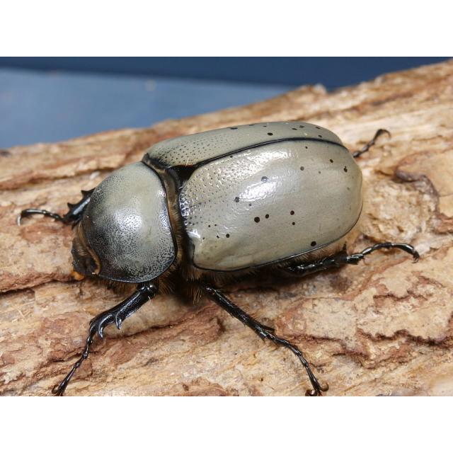 グラントシロカブト 初2令幼虫3頭 No.2970 : 虫屋ドットコム - 通販 - Yahoo!ショッピング