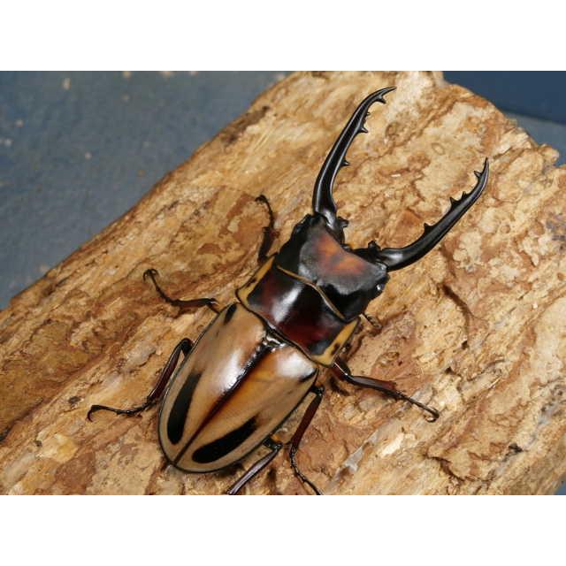 ファブリース（タカクワイ）幼虫3頭 No.7146 :7146:虫屋ドットコム - 通販 - Yahoo!ショッピング