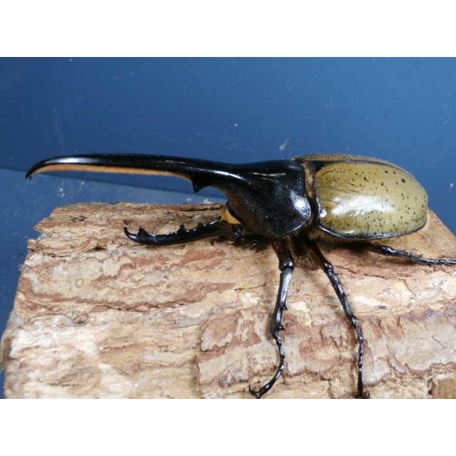 ヘラクレス（ヘラヘラ）128ミリ♂♀ペア No.7983 : 7983 : 虫屋ドットコム - 通販 - Yahoo!ショッピング