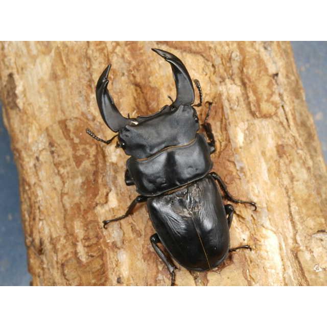 ホペイオオクワガタ69ミリ♂♀ペア No.8306 : 8306 : 虫屋ドットコム - 通販 - Yahoo!ショッピング