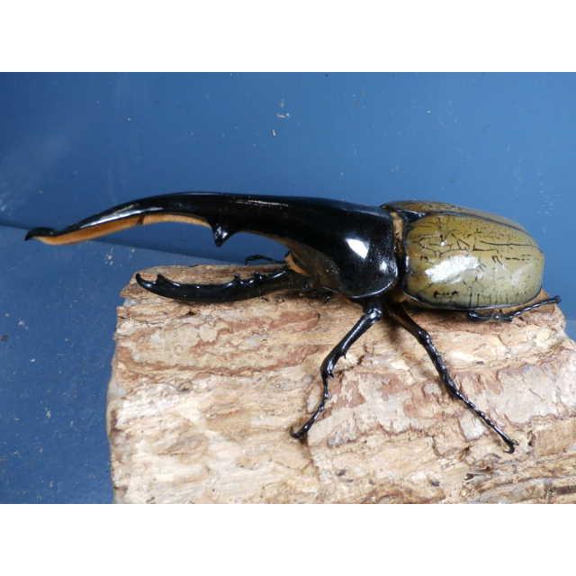 ヘラクレス（ヘラヘラ）154ミリ♂♀ペア No.8396 : 8396 : 虫屋ドットコム - 通販 - Yahoo!ショッピング