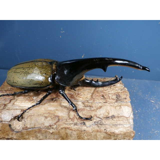 ヘラクレス（ヘラヘラ）154ミリ♂♀ペア No.8396 : 8396 : 虫屋ドットコム - 通販 - Yahoo!ショッピング