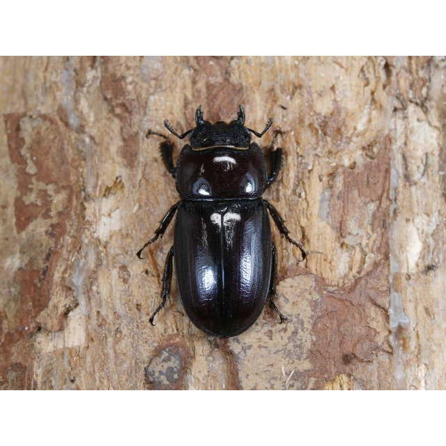 ダイトウヒラタ♀単品 No.8745 : 虫屋ドットコム - 通販 - Yahoo!ショッピング