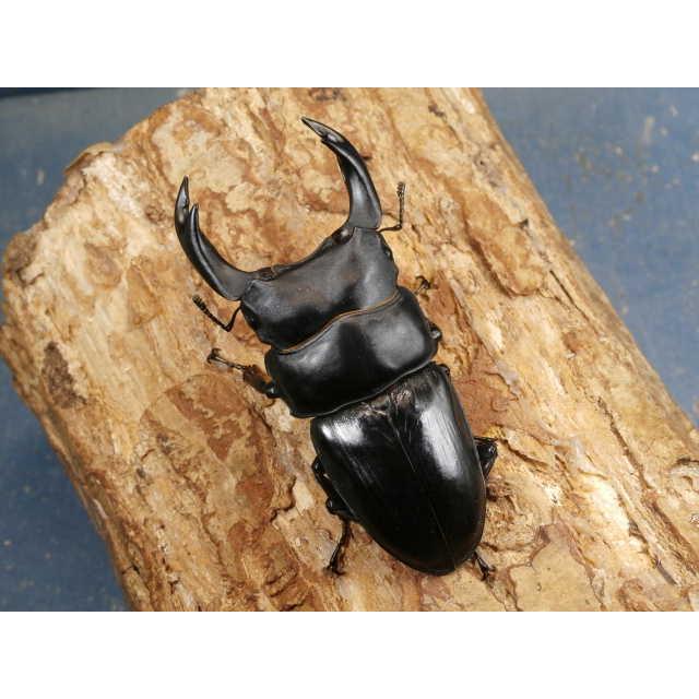 オオクワガタ（久留米）79ミリ♂♀ペア No.8753 : 虫屋ドットコム - 通販 - Yahoo!ショッピング