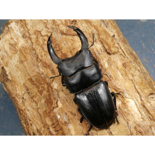 オオクワガタ（能勢）77ミリ♂♀ペア No.8802 : 虫屋ドットコム - 通販 - Yahoo!ショッピング