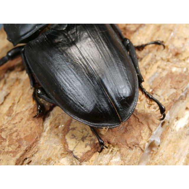 オオクワガタ（能勢）77ミリ♂♀ペア No.8802 : 虫屋ドットコム - 通販 - Yahoo!ショッピング