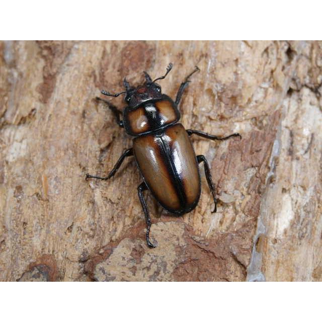 スツラリスノコギリ♂♀ペア No.8925 : 虫屋ドットコム - 通販 - Yahoo!ショッピング