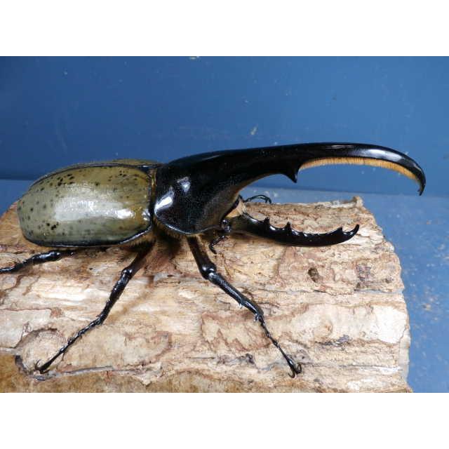 ヘラクレス（ヘラヘラ）133ミリ♂♀ペア No.8984 : 虫屋ドットコム - 通販 - Yahoo!ショッピング