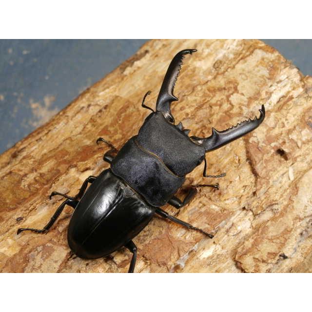 ファソルトヒラタ71〜73ミリ♂♀ペア No.9105 : 虫屋ドットコム - 通販 - Yahoo!ショッピング