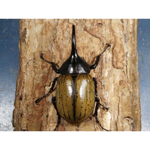 ヘラクレス（ヘラヘラ）77ミリ♂♀ペア No.9146 : 虫屋ドットコム - 通販 - Yahoo!ショッピング
