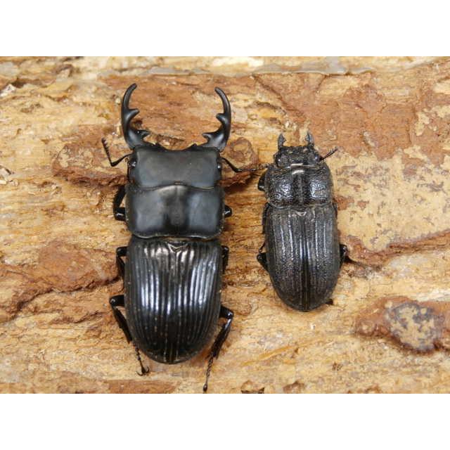 ネブトクワガタ25〜26ミリ♂♀ペア No.9190 : 虫屋ドットコム - 通販 - Yahoo!ショッピング