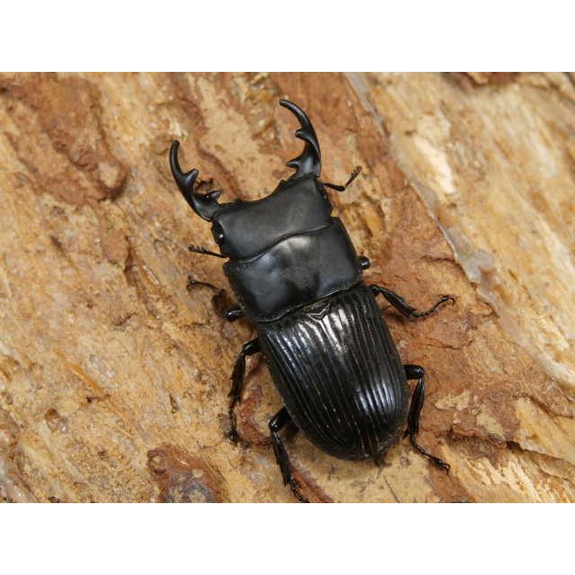 ネブトクワガタ25〜26ミリ♂♀ペア No.9190 : 虫屋ドットコム - 通販 - Yahoo!ショッピング