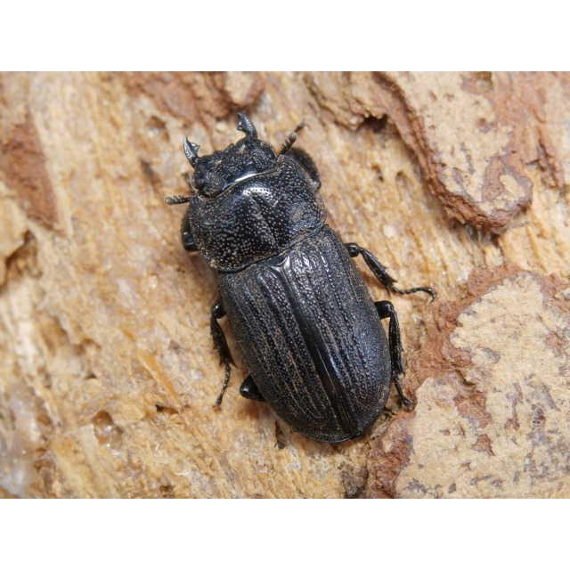 ネブトクワガタ25〜26ミリ♂♀ペア No.9190 : 虫屋ドットコム - 通販 - Yahoo!ショッピング