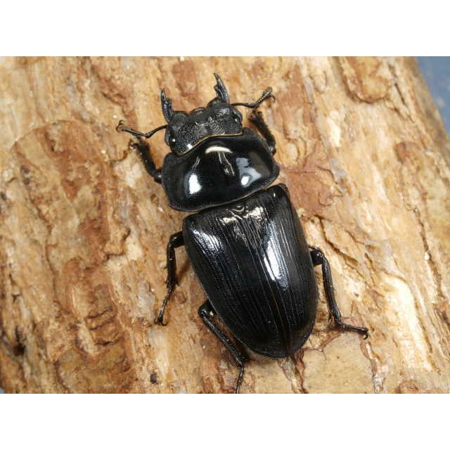 オオクワガタ（能勢R6年）84ミリ♂♀ペア No.9290 : 虫屋ドットコム - 通販 - Yahoo!ショッピング