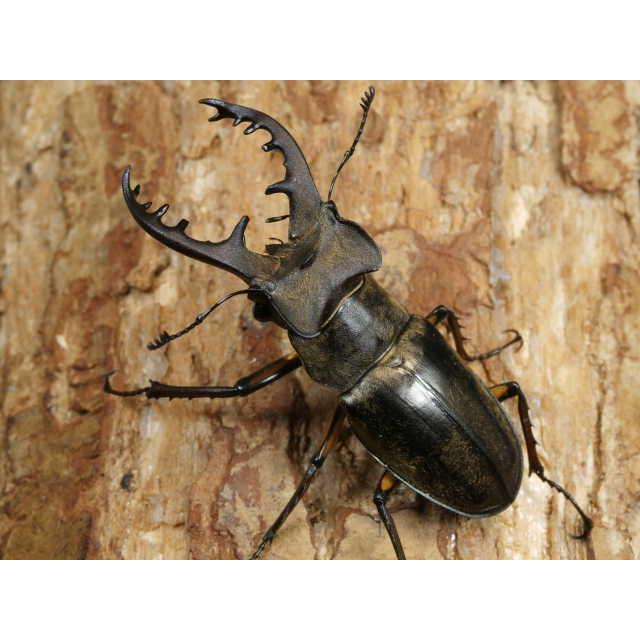 ミヤマクワガタ56〜59ミリ♂♀ペア No.9366 : 虫屋ドットコム - 通販 - Yahoo!ショッピング