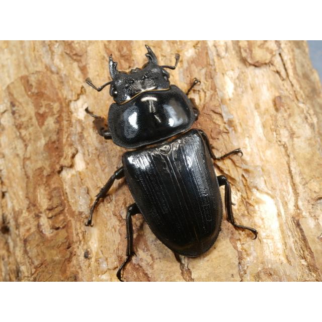 オオクワガタ（能勢）84ミリ♂♀ペア No.9576 : 虫屋ドットコム - 通販 - Yahoo!ショッピング