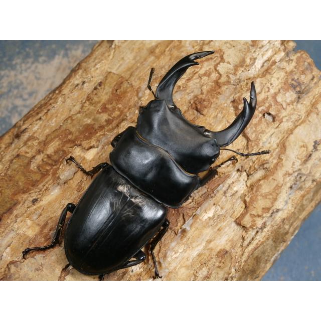 オオクワガタ（能勢）84ミリ♂♀ペア No.9939 : 虫屋ドットコム - 通販 - Yahoo!ショッピング