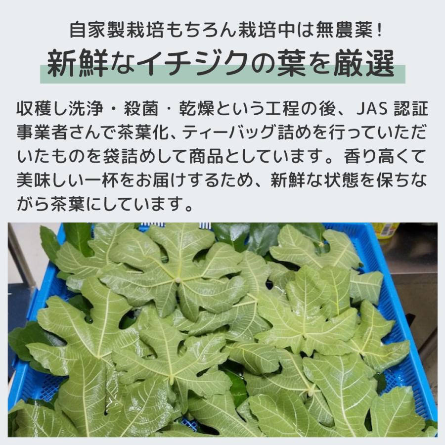 お茶 イチジク茶 10g（2g×5袋）×3 いちじく茶 日本茶 葉茶 ティーパック ギフト 添加物不使用 産地直送 鳥取 国産 送料無料（北海道・沖縄を除く） : MY GIFT - 通販 ...
