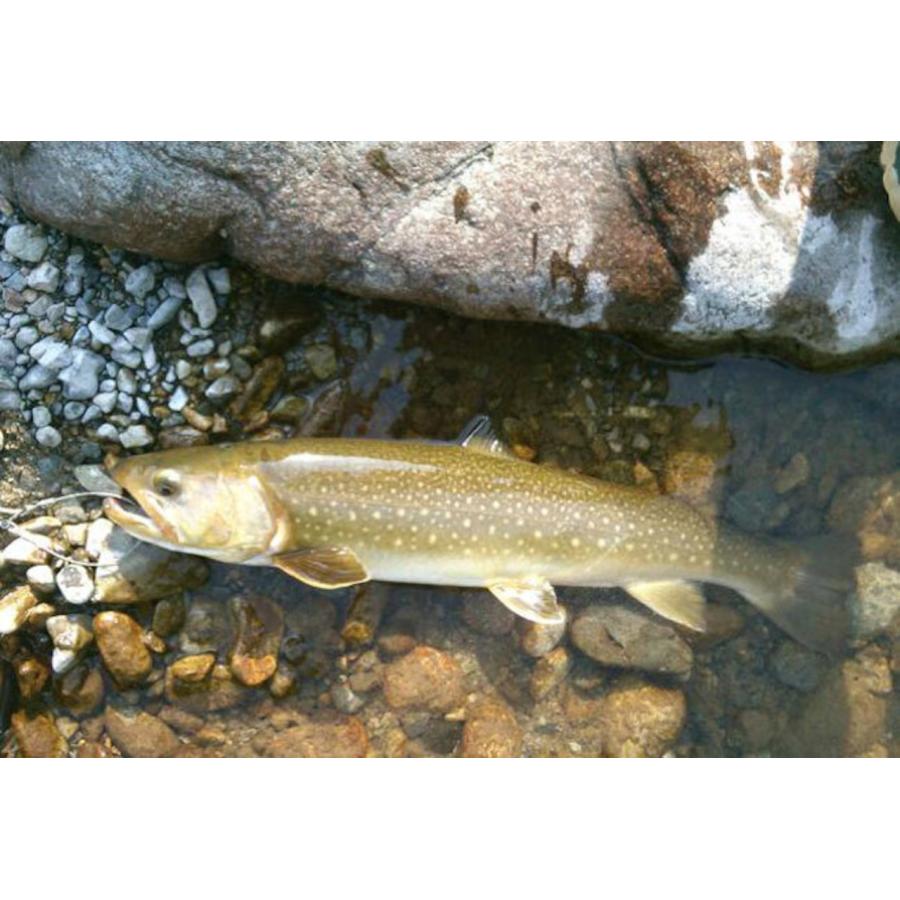 JAIL typeN / ジャイル 究極のストリンガー O.T.TOOL'S : jail : NABURA釣具 - 通販 - Yahoo ...