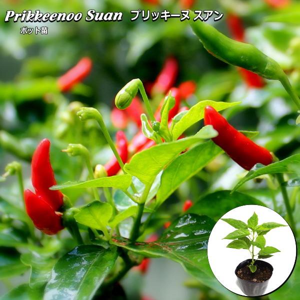 ホットペッパー Prikkeenoo Suan プリッキーヌスアン 9cmポット苗 トウガラシ : なえ屋の羽場 - 通販 - Yahoo!ショッピング