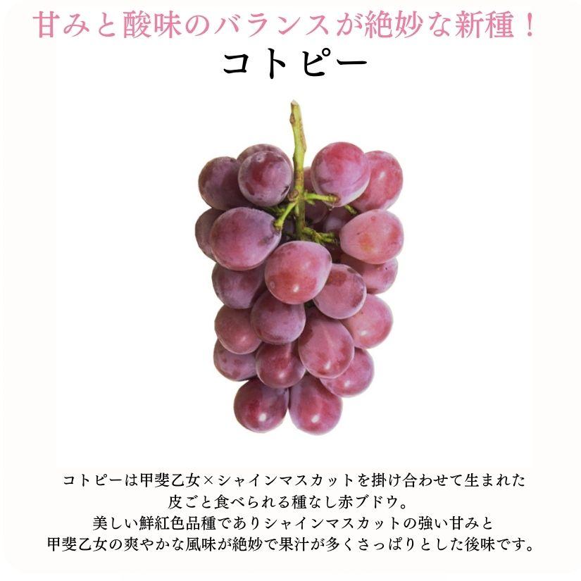 \予約販売／【農家直送】長野県産 コトピー 約1kg2〜3房 希少品種 ぶどう 送料込み （沖縄県・離島地域配送不可）10月下旬より出荷予定 : NAGANOマルシェセレクト - 通販 ...