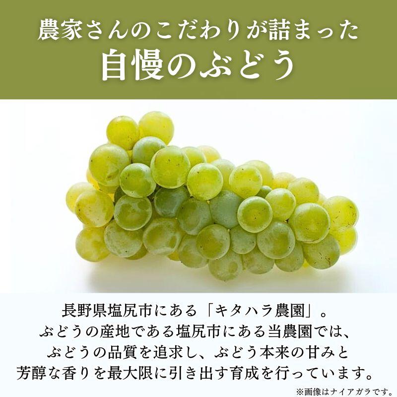 \予約販売／【農家直送】長野県産 コトピー 約1kg2〜3房 希少品種 ぶどう 送料込み （沖縄県・離島地域配送不可）10月下旬より出荷予定 : NAGANOマルシェセレクト - 通販 ...