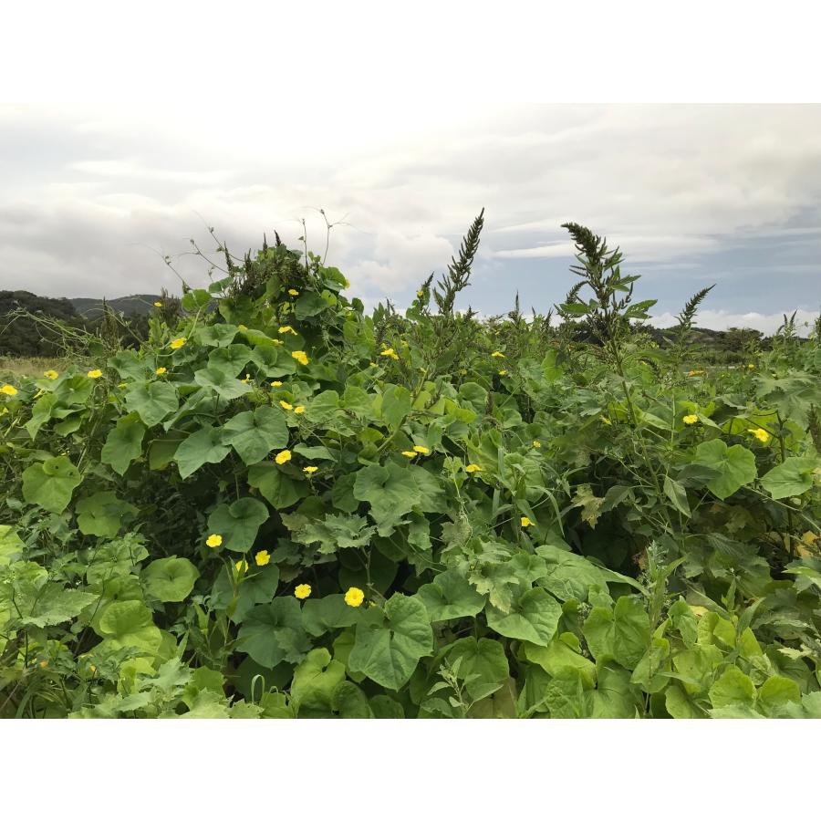 十角ヘチマ（中国ヘチマ）2kg : hechima : 自然素材研究所 - 通販 - Yahoo!ショッピング