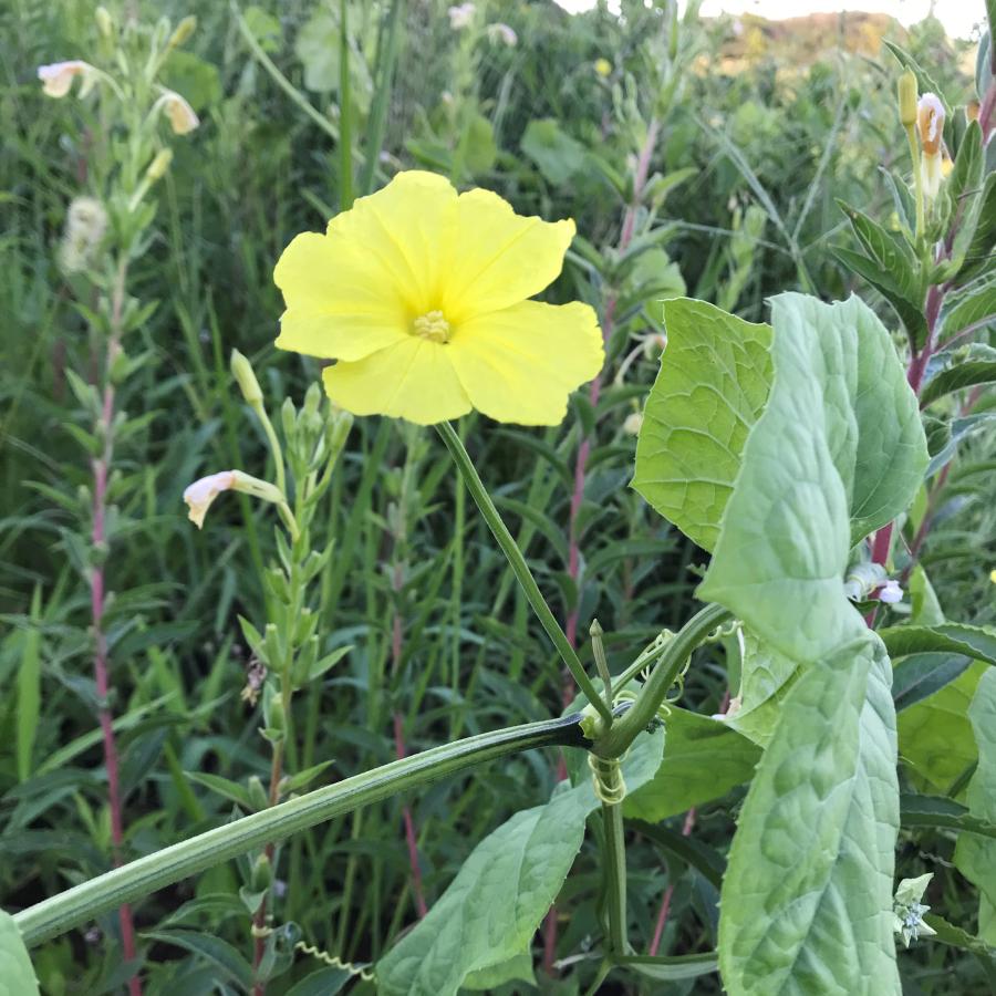 十角ヘチマ（中国ヘチマ）2kg : hechima : 自然素材研究所 - 通販 - Yahoo!ショッピング